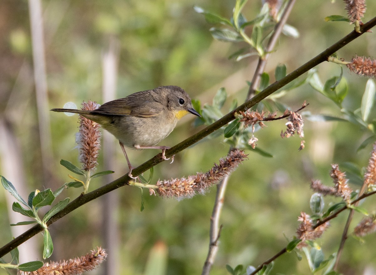 eBird Checklist - 19 May 2024 - Salt Spring Island--Blackburn Lake - 36 ...