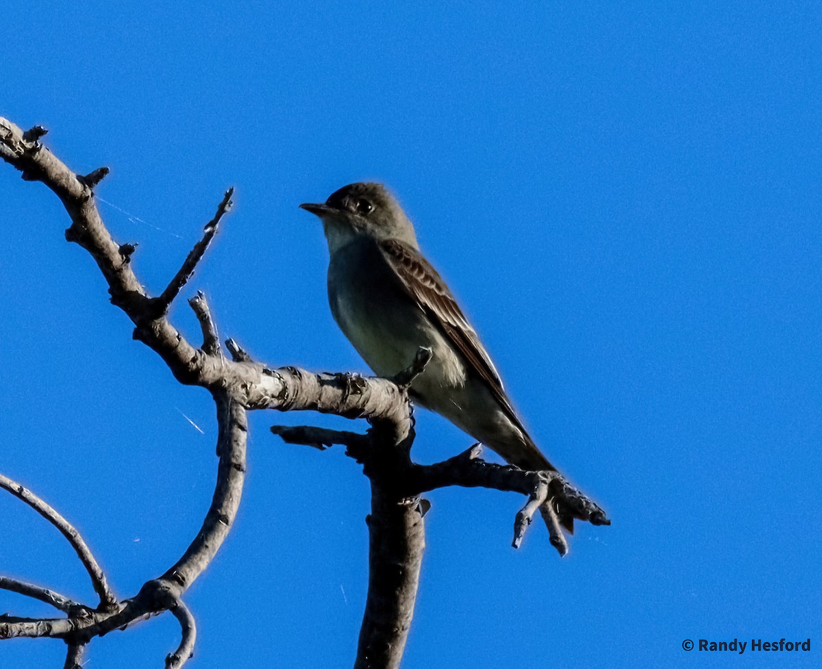 eBird Checklist - 18 May 2024 - San Angelo--Spring Creek Park - 16 species