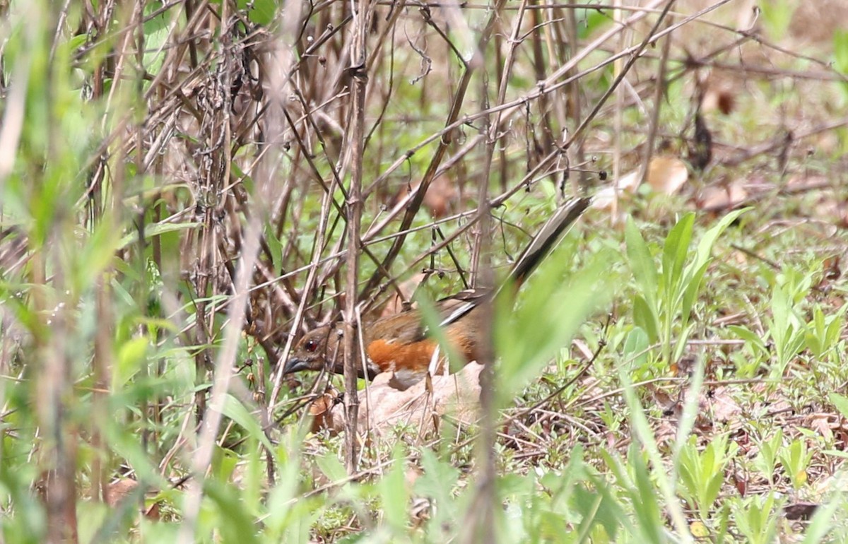 Pennsylvania Bird Atlas Checklist - 19 May 2024 - State Game Lands 217 ...