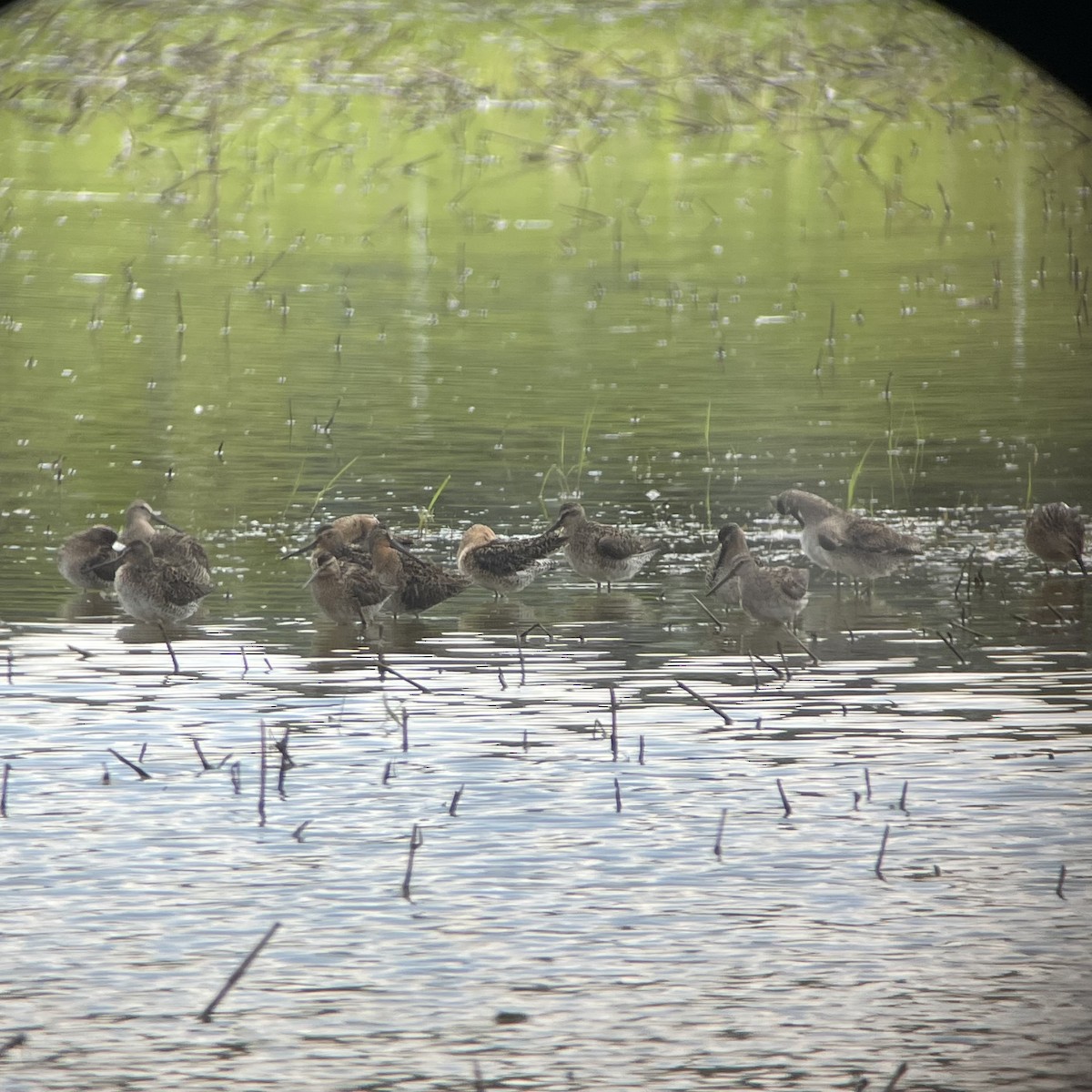 eBird Checklist - 19 May 2024 - Green Pond (flooded field, ponds and ...