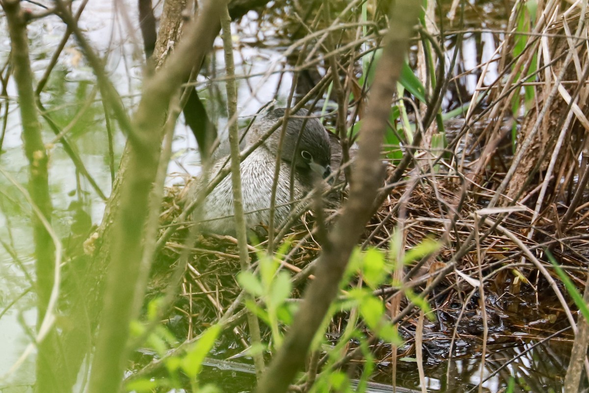 Pennsylvania Bird Atlas Checklist - 19 May 2024 - Scotia Barrens (IBA ...
