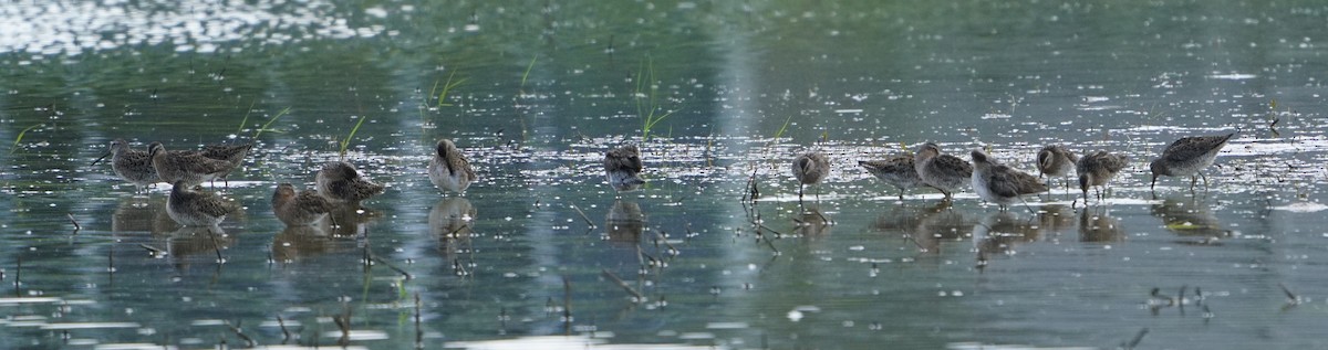 Pennsylvania Bird Atlas Checklist - 19 May 2024 - Green Pond (flooded ...