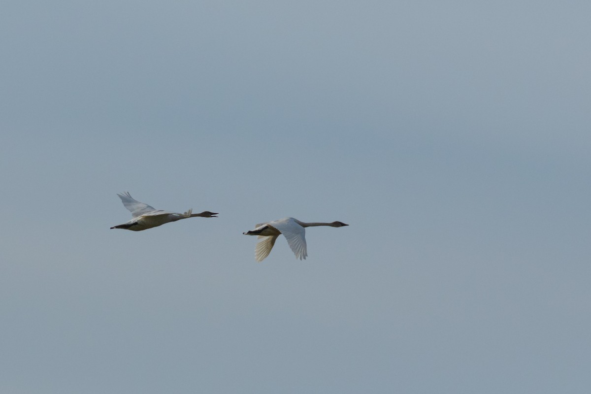 eBird Checklist - 19 May 2024 - Tamarack Nature Center - 44 species