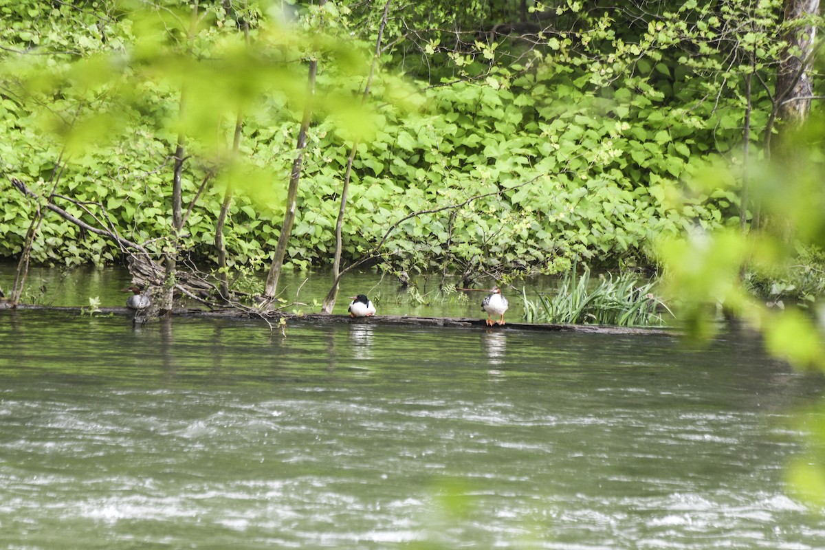 Pennsylvania Bird Atlas Checklist - 17 May 2024 - Conemaugh River Lake ...