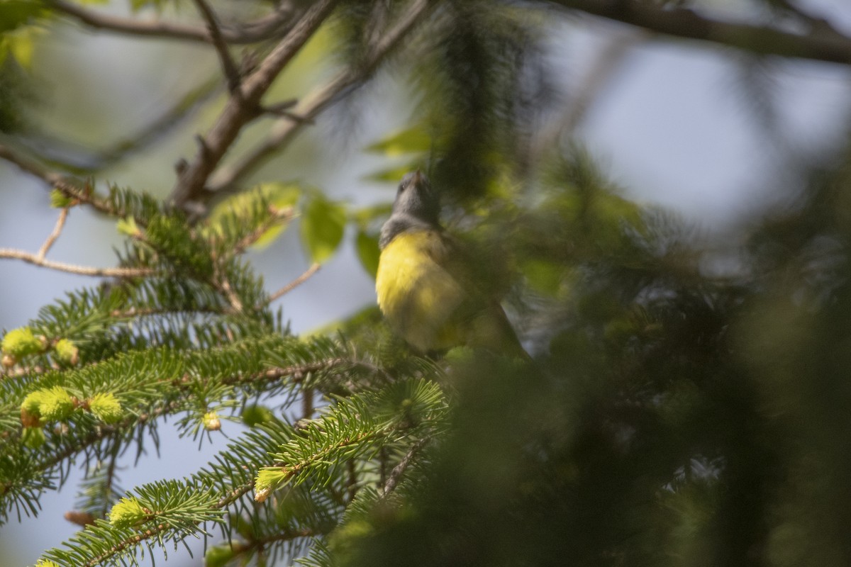 eBird Checklist - 18 May 2024 - Toronto--Colonel Samuel Smith Park - 23 ...