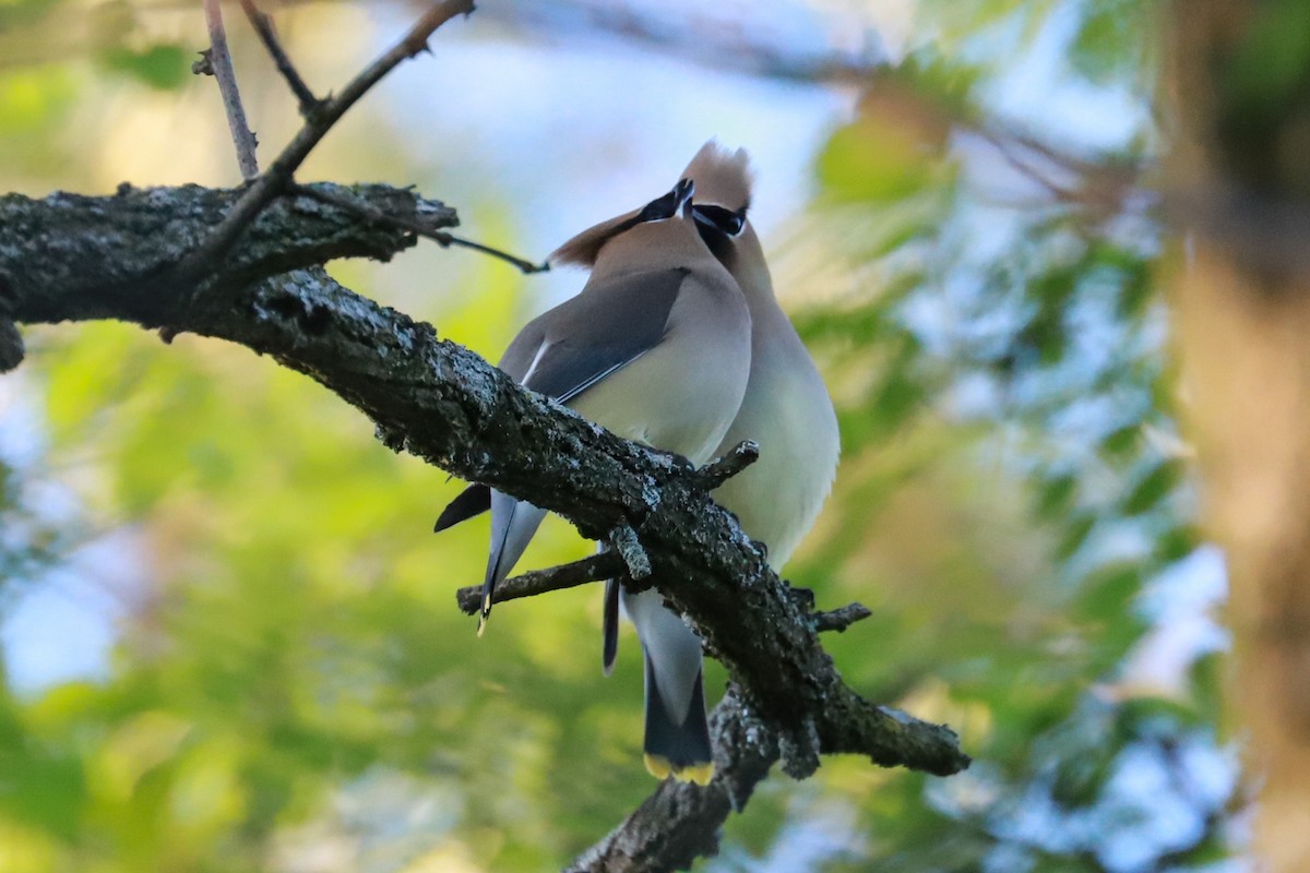 Pennsylvania Bird Atlas Checklist - 19 May 2024 - 399 Upper Georges Valley Rd, Spring Mills US ...