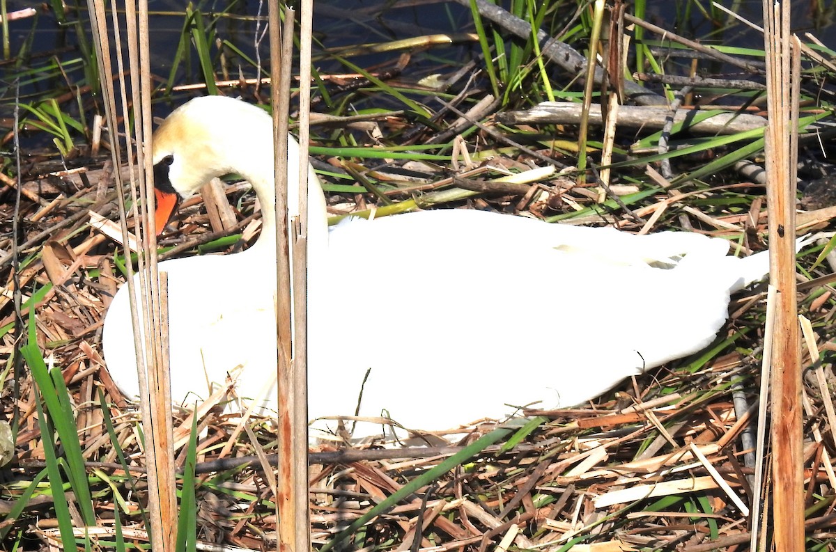 eBird Checklist - 19 May 2024 - Toronto--Colonel Samuel Smith Park - 59 ...