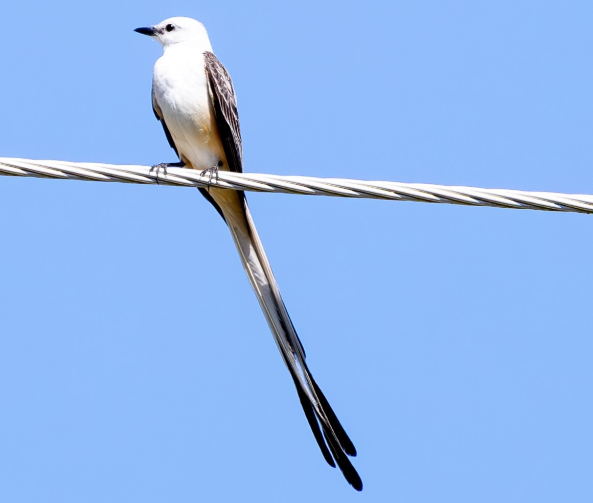 eBird Checklist - 19 May 2024 - 200 Hunter Road, Muscle Shoals, Alabama ...