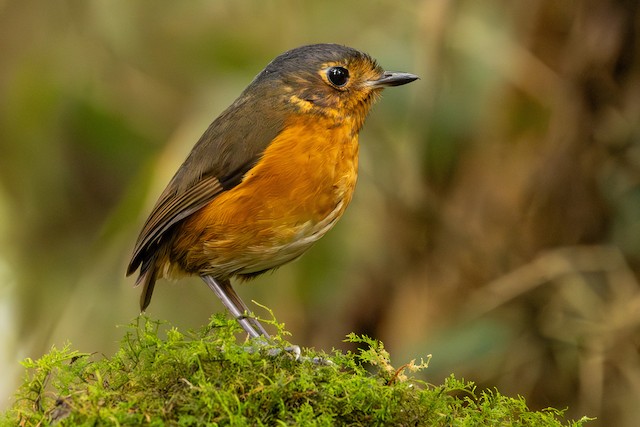 Photos - Urrao Antpitta - Grallaria urraoensis - Birds of the World