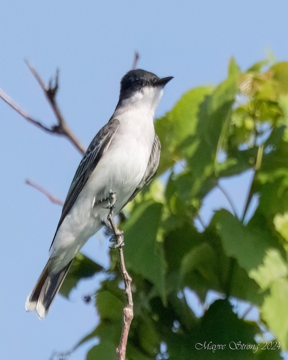 eBird Checklist - 19 May 2024 - Ray Roberts Lake--Dam area Greenbelt ...