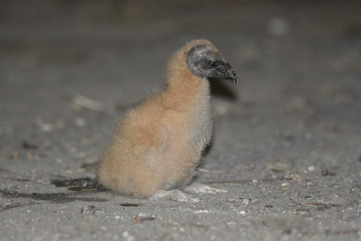 Pennsylvania Bird Atlas Checklist - 19 May 2024 - Delaware Water Gap ...