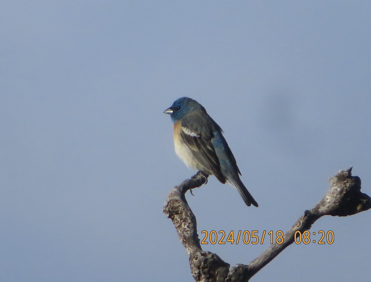 eBird Checklist - 18 May 2024 - Miranda Pine Campground - 29 species ...