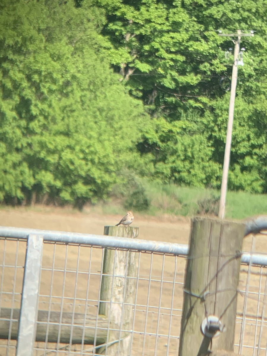 New York Breeding Bird Atlas Checklist - 19 May 2024 - Cornell Lane, Harford - 10 species