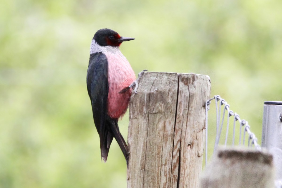 eBird Checklist - 18 May 2024 - Nighthawk Road-Chopaka Customs - 22 species