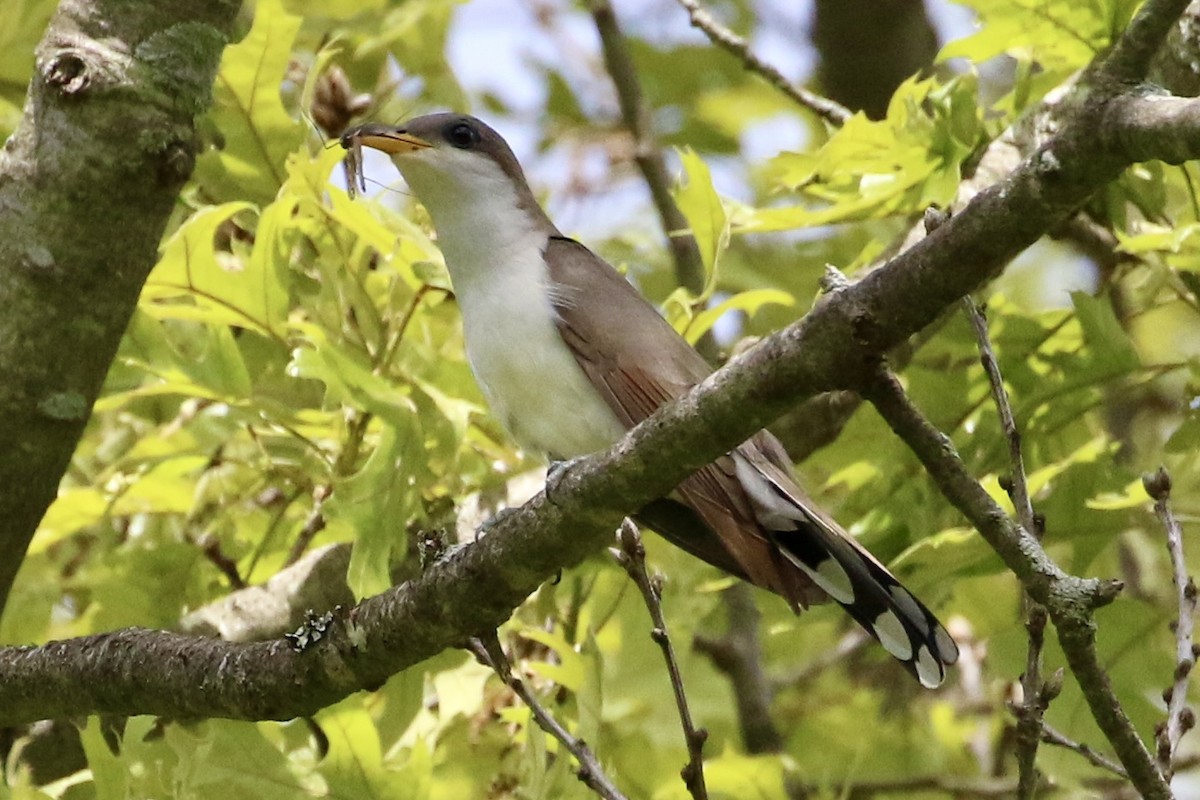 eBird Checklist - 17 May 2024 - Guida Farm Conservation - 17 species