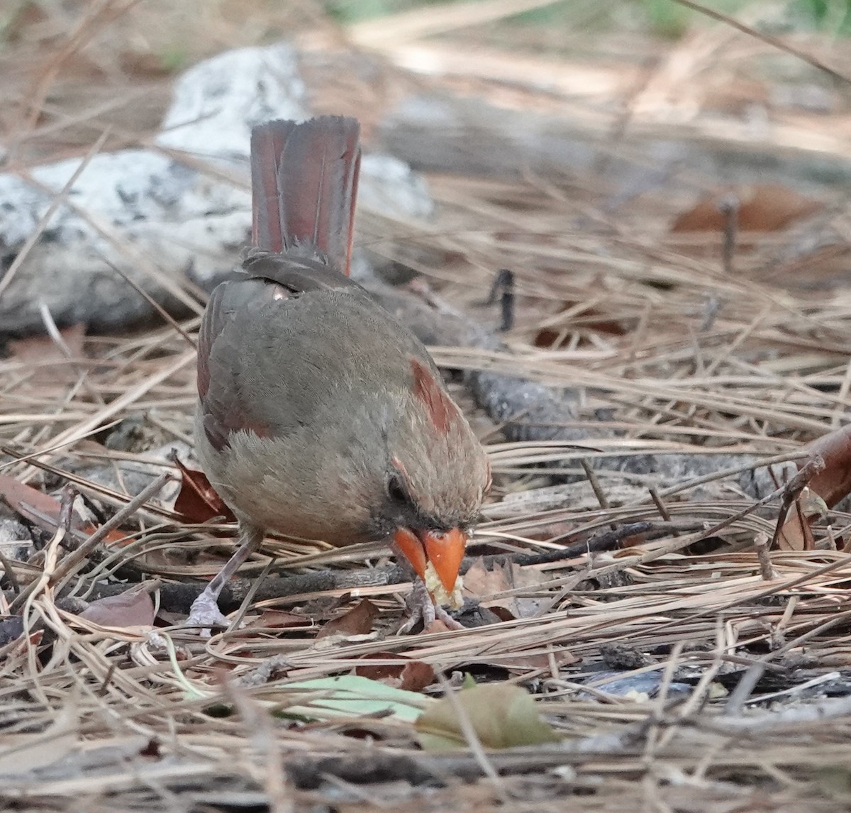eBird Checklist - 20 May 2024 - My Backyard - 6 species