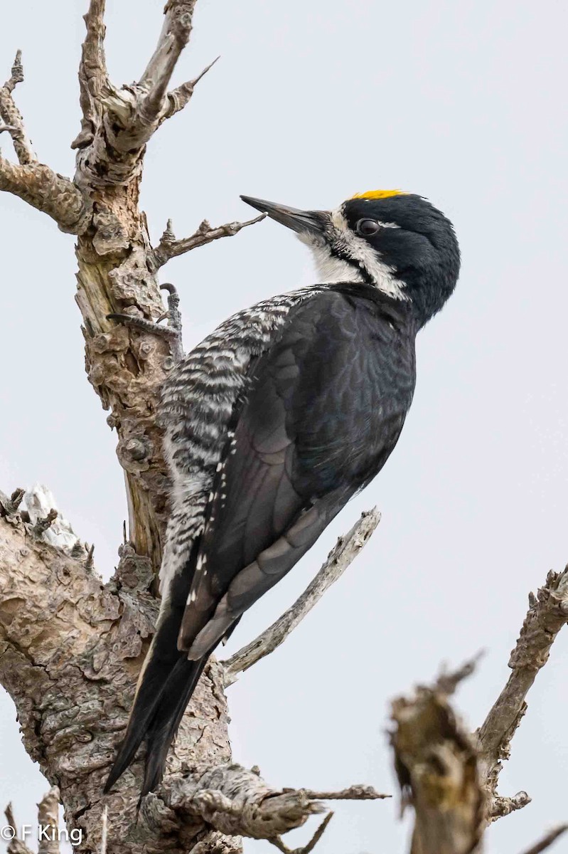 eBird Checklist - 20 May 2024 - Logy Bay--Red Cliff area (including ...