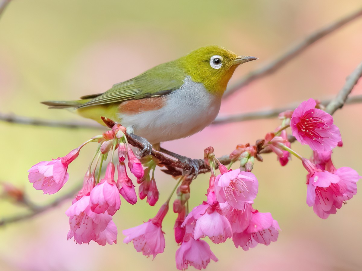 Chestnut-flanked White-eye - Zosterops erythropleurus - Birds of the World