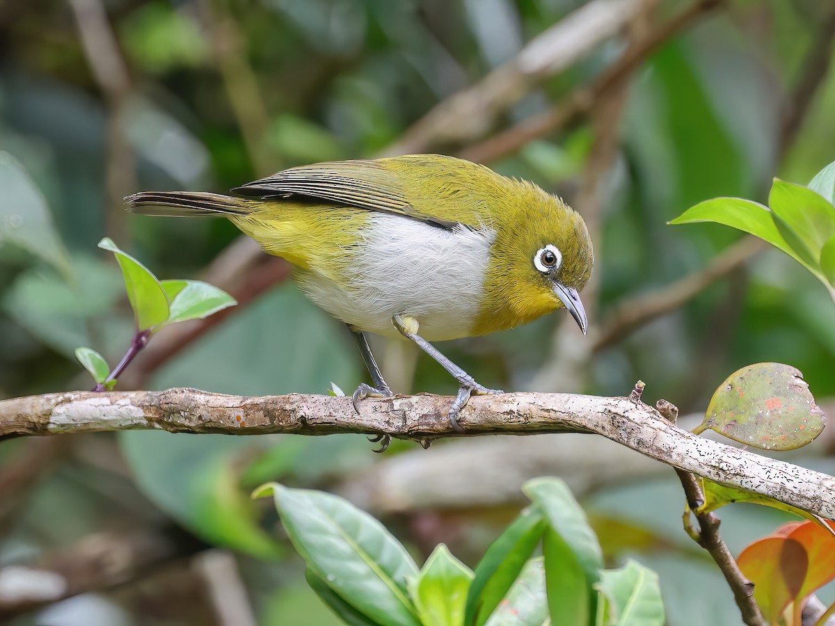 Sri Lanka White-eye - Zosterops ceylonensis - Birds of the World