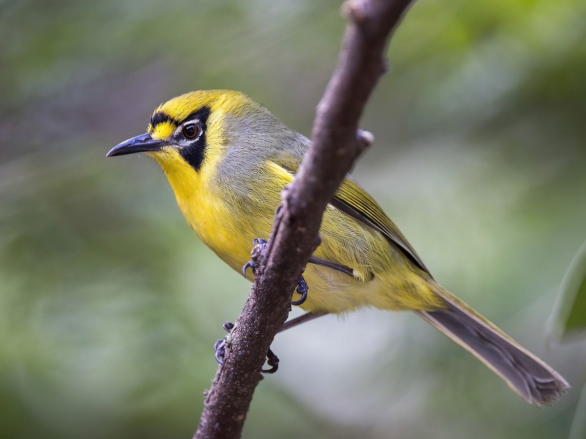 Bonin White-eye - Apalopteron familiare - Birds of the World
