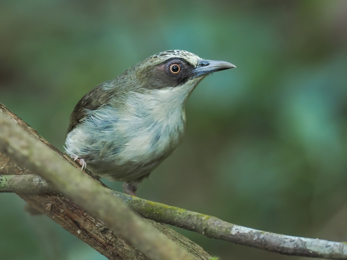 Flores Heleia - Heleia crassirostris - Birds of the World