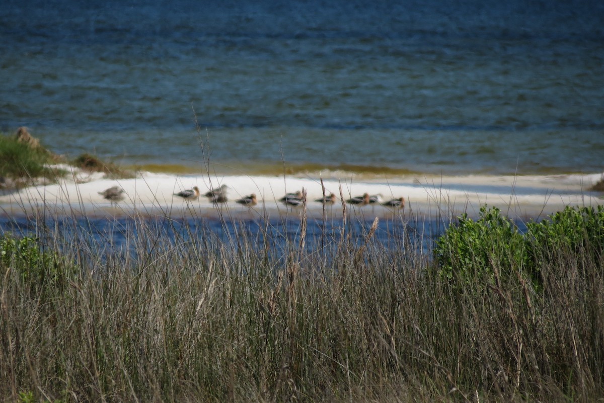 eBird Checklist - 20 May 2024 - Gulf Islands National Seashore--Fort ...