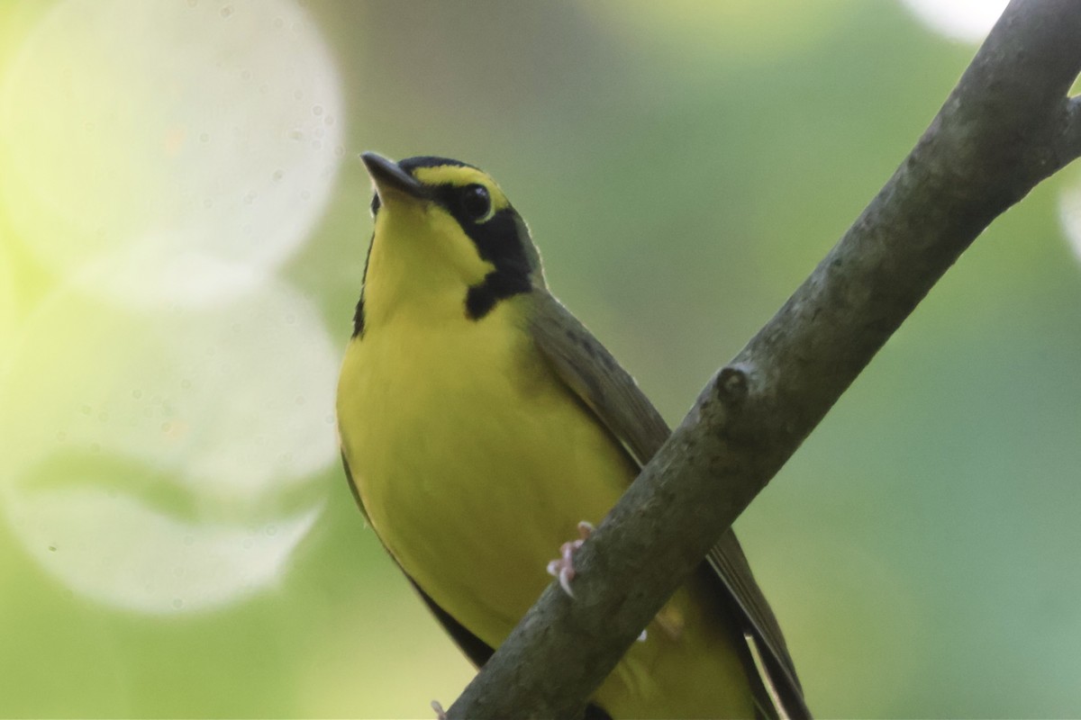 Pennsylvania Bird Atlas Checklist - 20 May 2024 - Delaware Water Gap ...