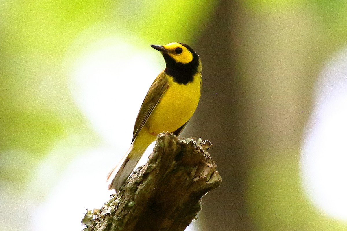 Maryland-DC Breeding Bird Atlas Checklist - 20 May 2024 - Elk Neck ...