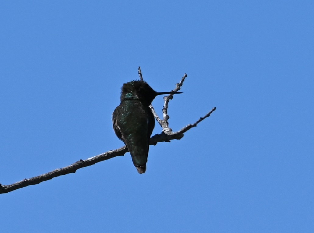 eBird Checklist - 20 May 2024 - Discovery Park - 26 species