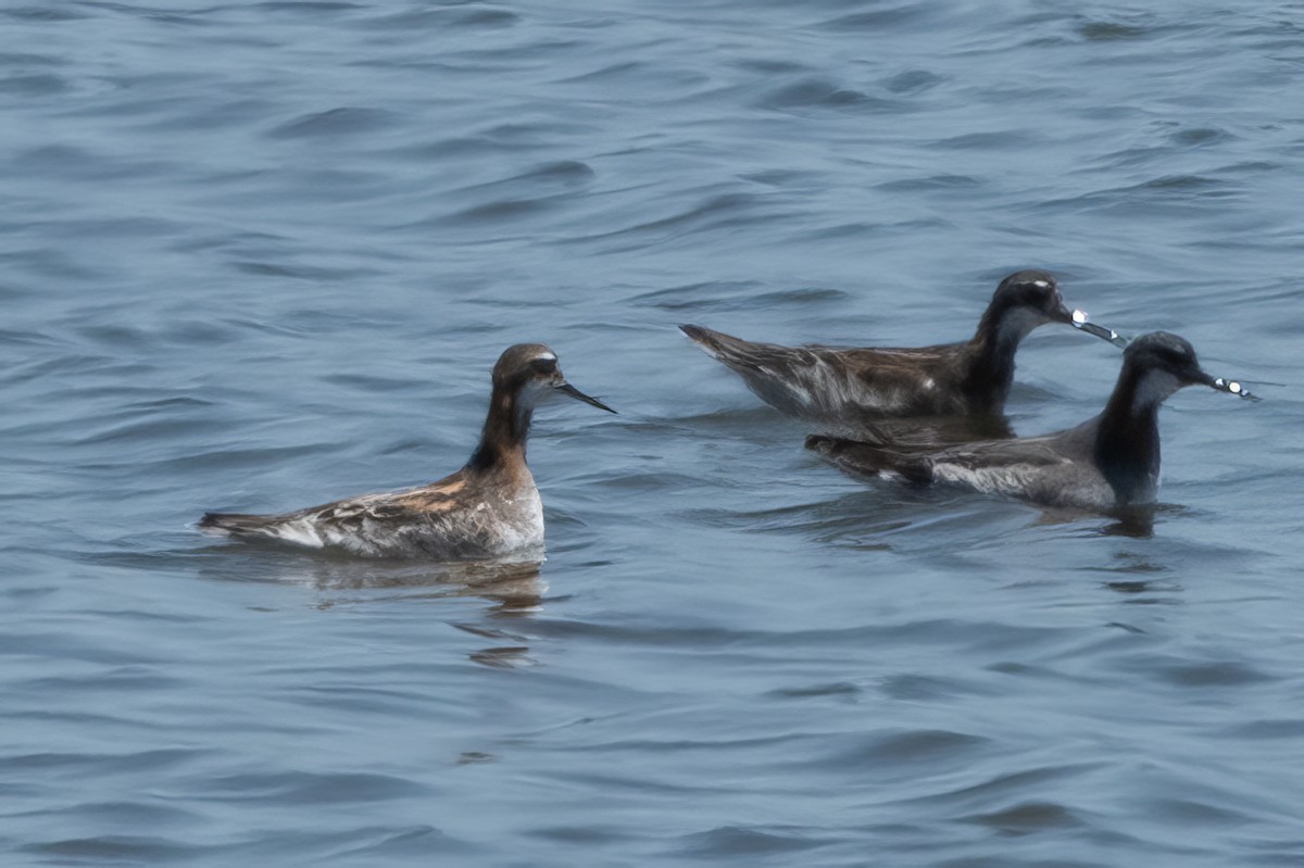 eBird Checklist - 20 May 2024 - Palo Alto Baylands - 1 species