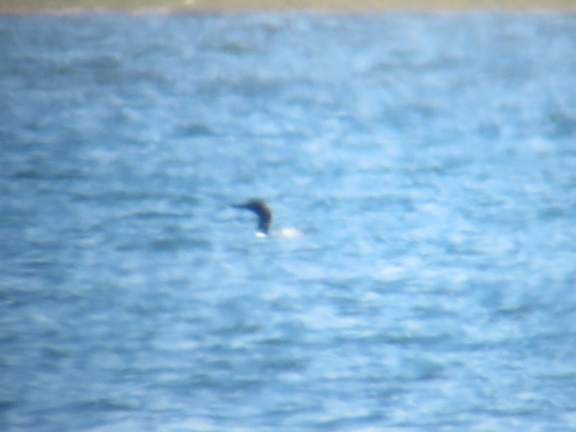 eBird Checklist - 18 May 2024 - Mountain Home Reservoir SWA - 17 species