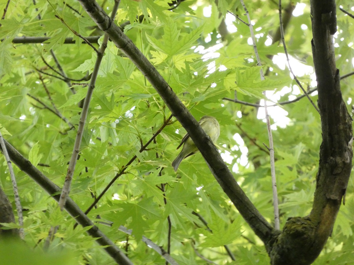 eBird Checklist - 20 May 2024 - Lincoln Park, Chicago--Jarvis Bird ...