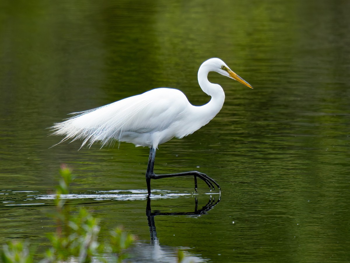 eBird Checklist - 20 May 2024 - Huntington Beach Park Central - 10 species