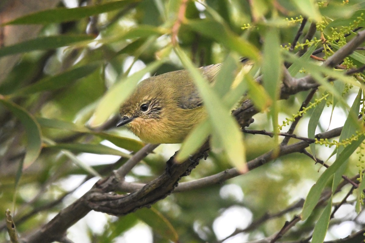 eBird Checklist - 21 May 2024 - Yarra Valley Trail, Lilydale to ...