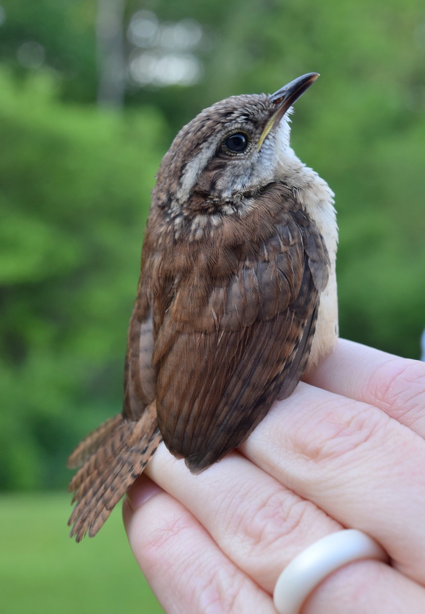 eBird Checklist - 20 May 2024 - Corey Marsh Ecological Research Center ...