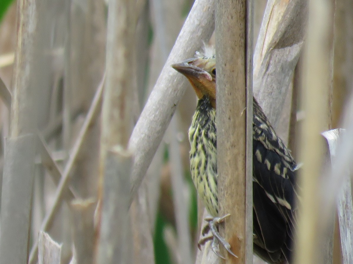 North Carolina Bird Atlas Checklist - 18 May 2024 - Cattail pond - 1 ...