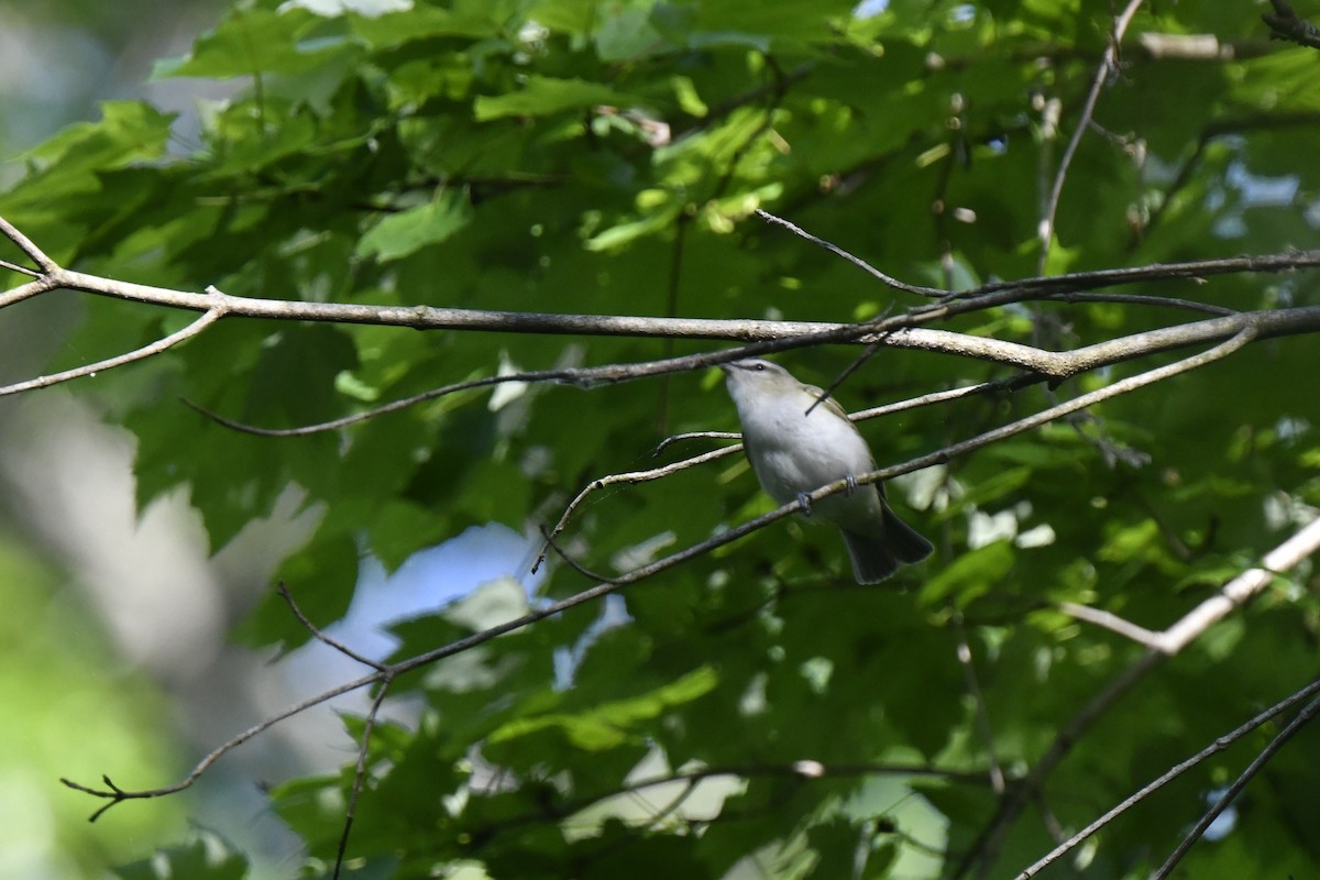 Pennsylvania Bird Atlas Checklist - 21 May 2024 - Scotia Barrens (IBA ...