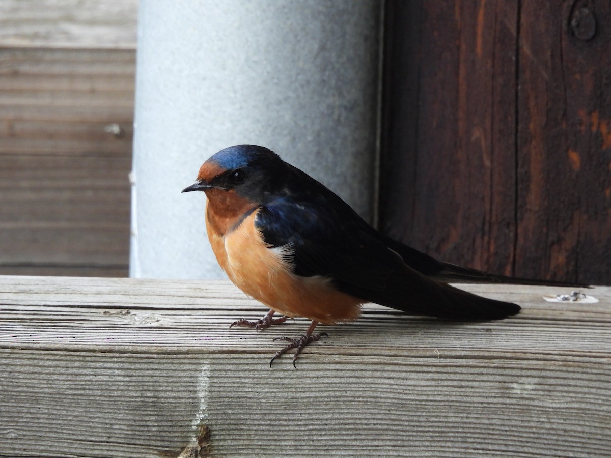 eBird Checklist - 20 May 2024 - Billy Frank Jr. Nisqually NWR - 46 species