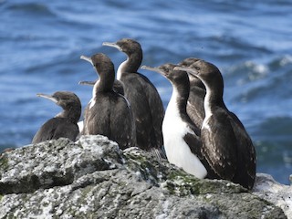 Chatham Islands Shag - eBird