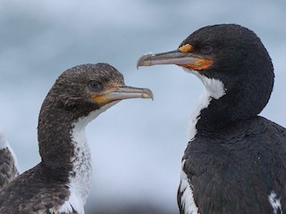 Chatham Islands Shag - eBird