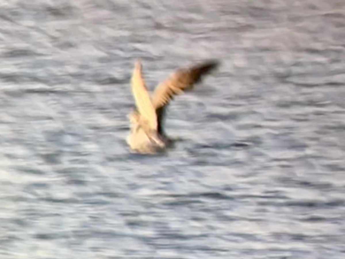 eBird Checklist - 21 May 2024 - North Spit--old Weyco Settling Pond ...