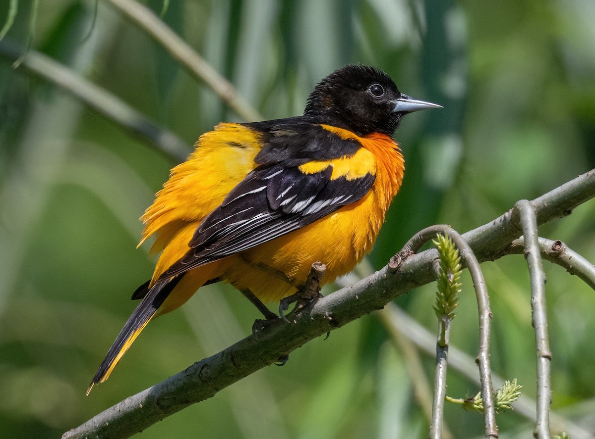 eBird Checklist - 21 May 2024 - Rockefeller SP Preserve - 32 species