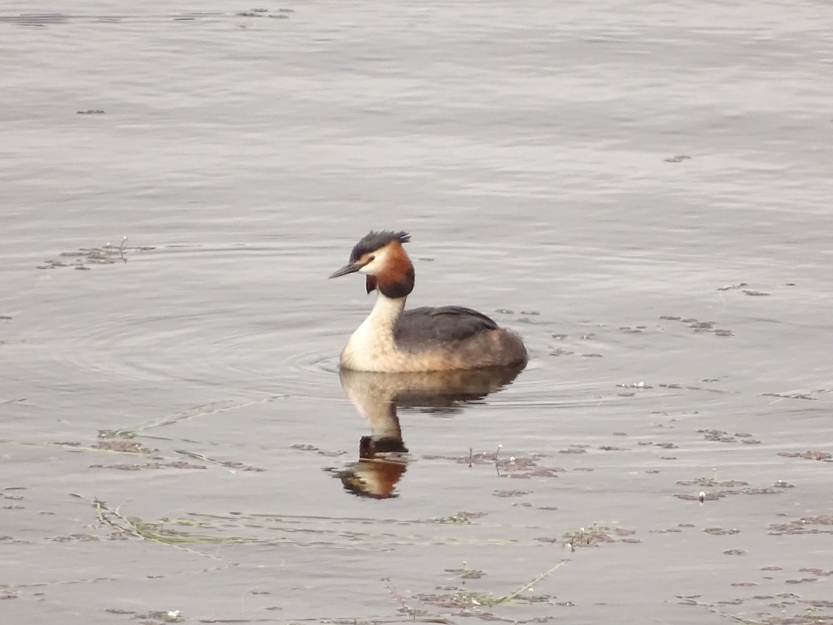 eBird Checklist - 20 May 2024 - Lago de Sanabria y Sierras Segundera y ...