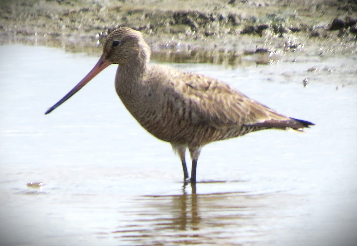 eBird Checklist - 21 May 2024 - ACBS Surveys ONLY - Singing River ...