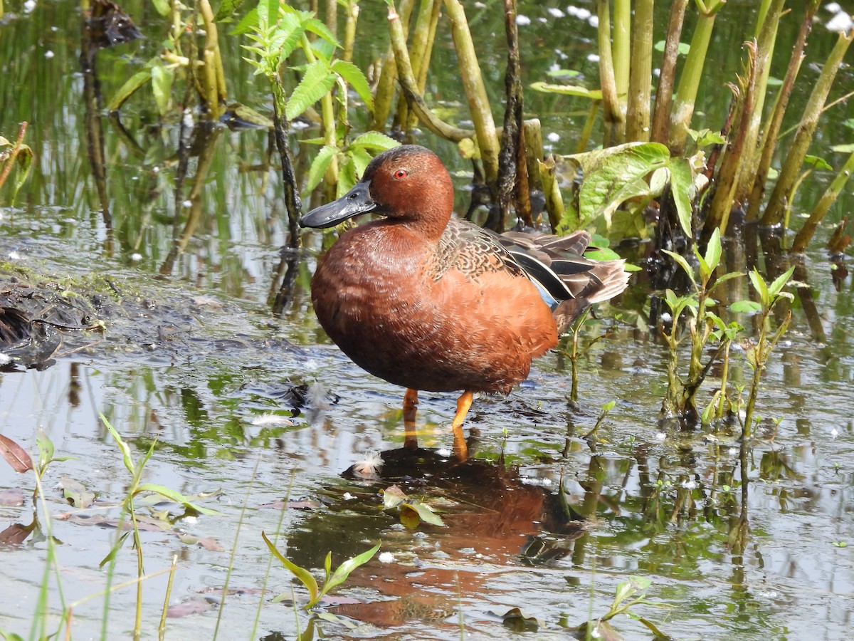 eBird Checklist - 20 May 2024 - Billy Frank Jr. Nisqually NWR - 46 species