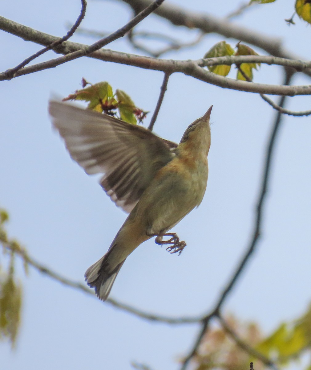 eBird Checklist - 21 May 2024 - Rachel Carson NWR--Timber Point Trail ...