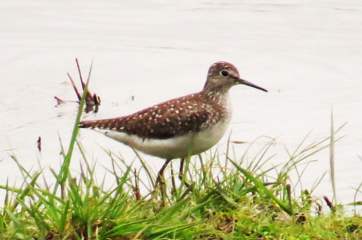 eBird Checklist - 26 Apr 2024 - 0yard - 1 species