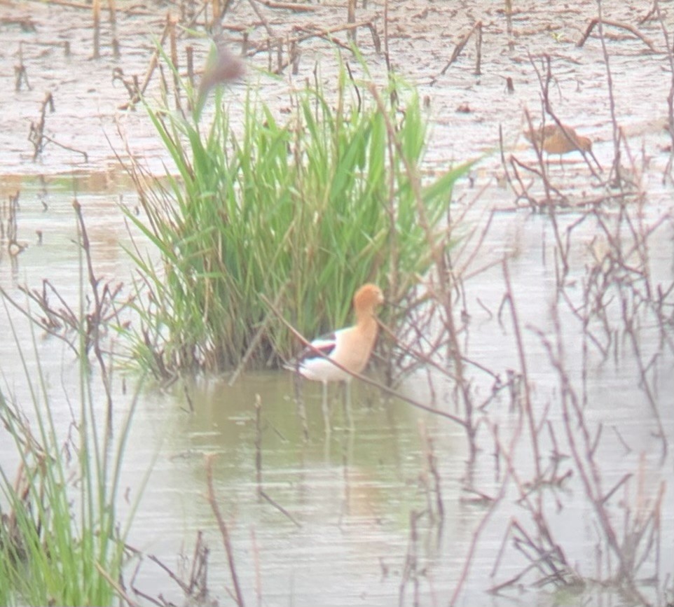 eBird Checklist - 21 May 2024 - Shillapoo Lake - 29 species
