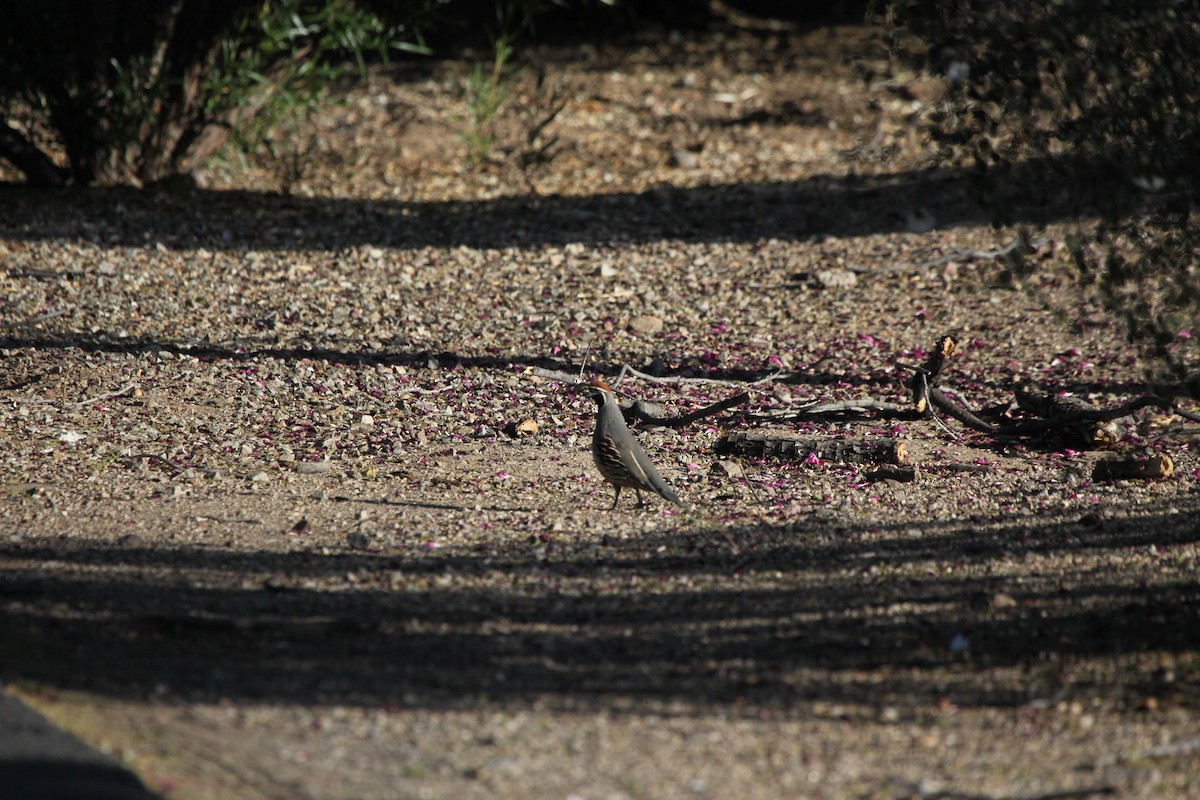 eBird Checklist - 21 May 2024 - La Posada Campus (Private Access) - 28 ...