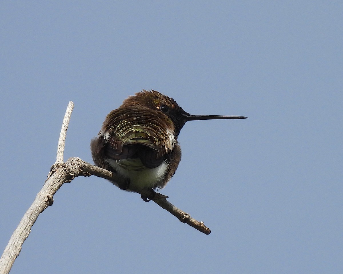 eBird Checklist - 21 May 2024 - Waneka Lake/Greenlee Preserve - 42 ...